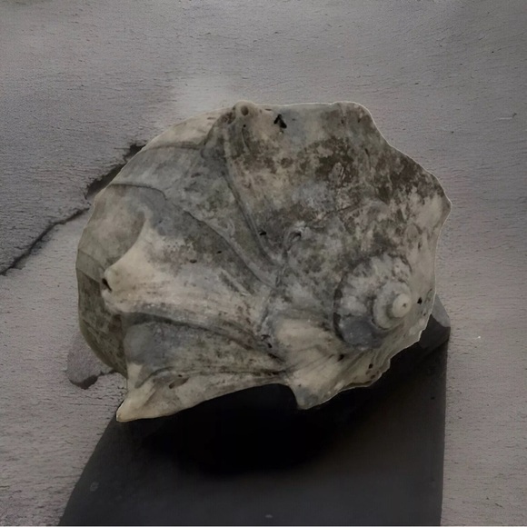 Accents | Rare Fossilized Kings Crown Shell From Central Florida ...